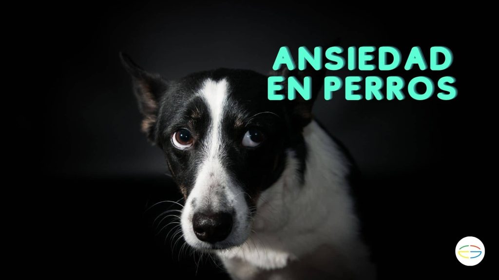 👉4 puntos clave para entender la ansiedad en perros - ESSENTIAL ELEMENTS